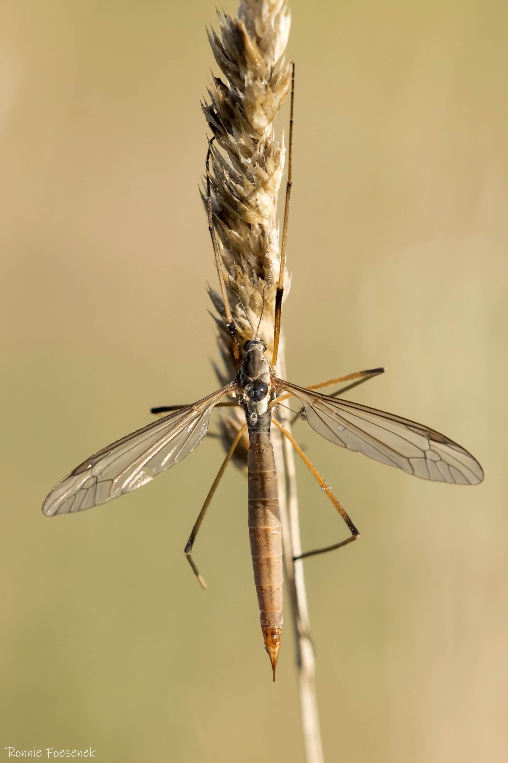 Muggen – Ronnie Foesenek